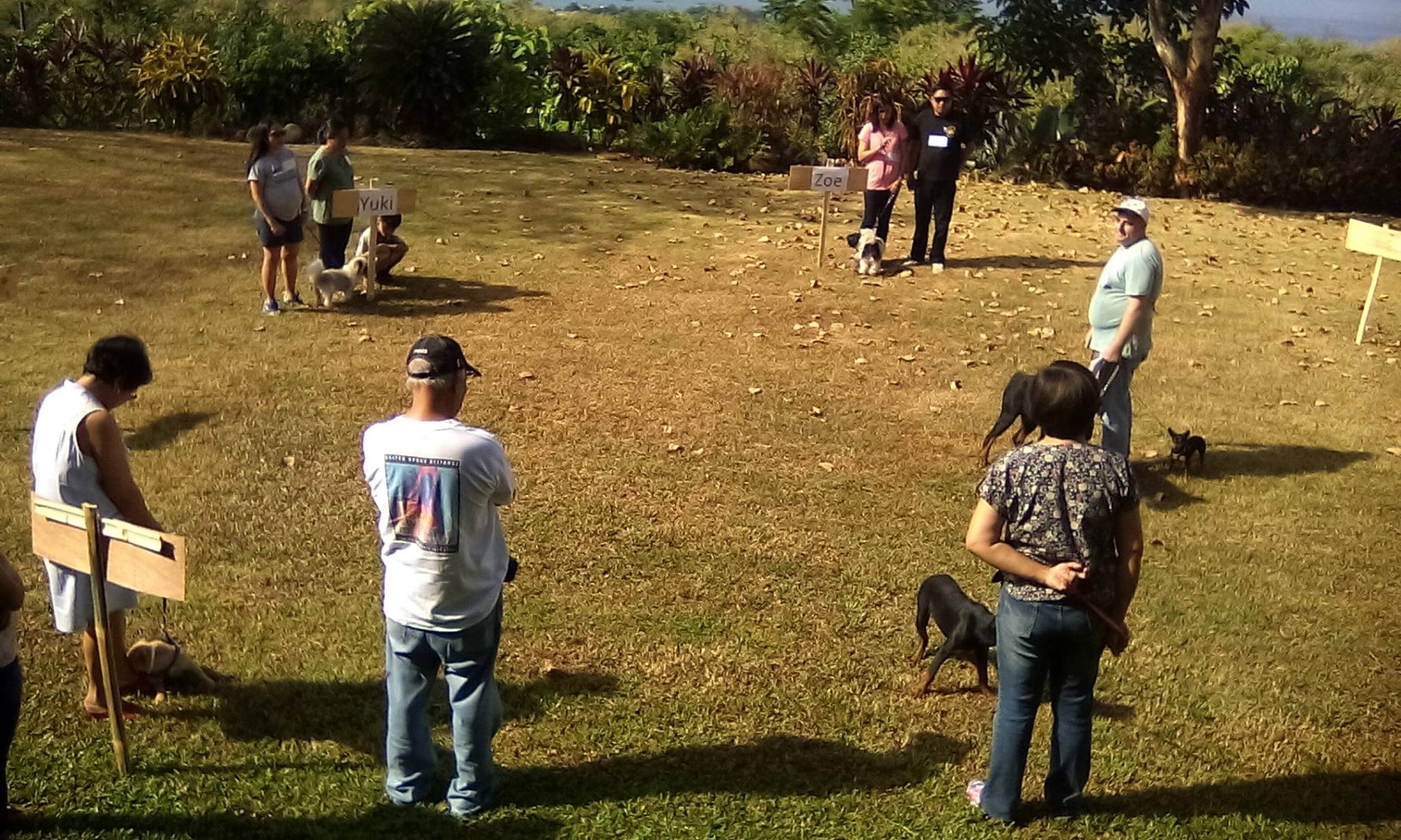 Dog Training and Rehabilitation in groups